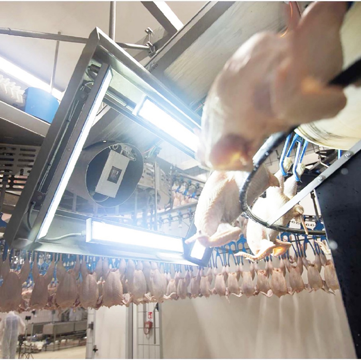 5 Questions About Vision Grading In Poultry Processing Marel 5 Questions About Vision Grading In Poultry Processing Marel