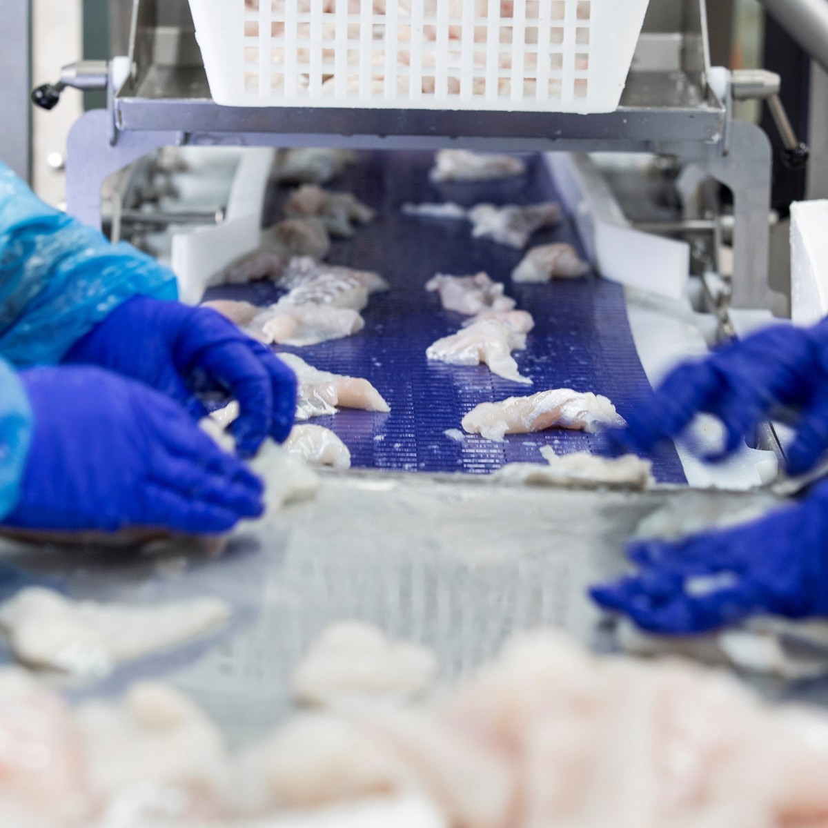 SensorX Fish X-ray bone detection | Marel