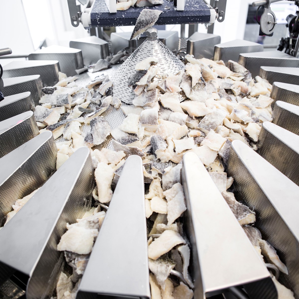 Grading & Batching Solutions for Fish Processing | Marel