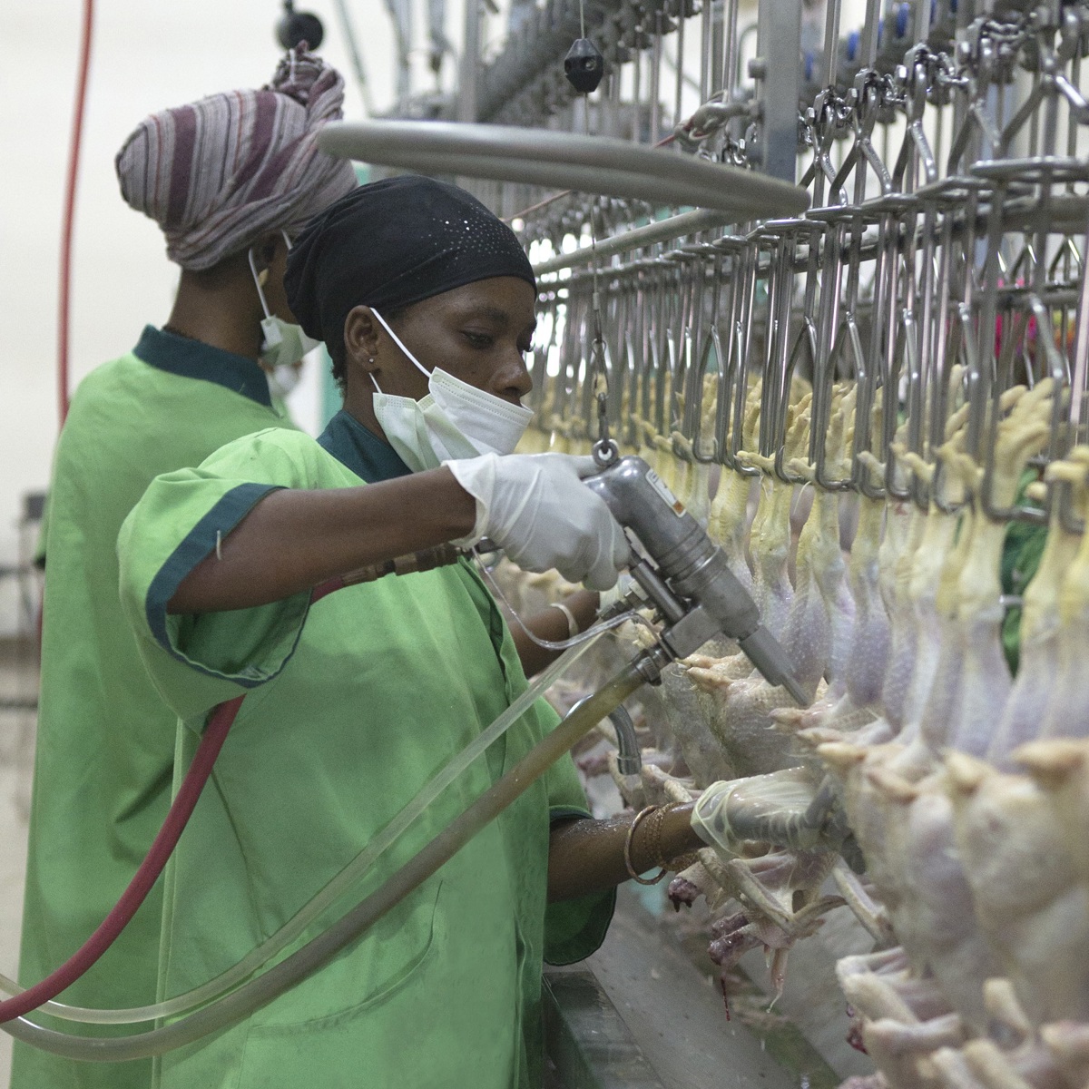 Manual evisceration | Marel