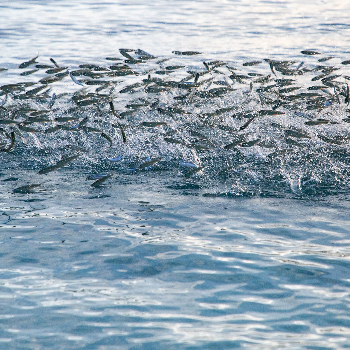 Navigating the future of seafood processing | Marel