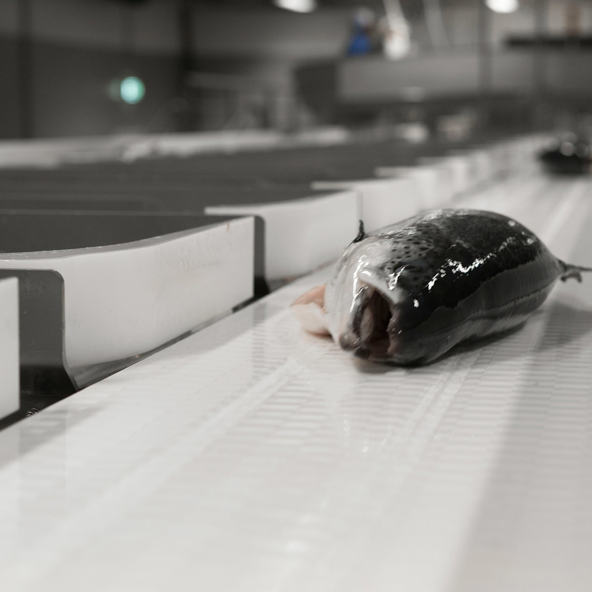 Marel and MMC First Process partnership delivers results | Marel