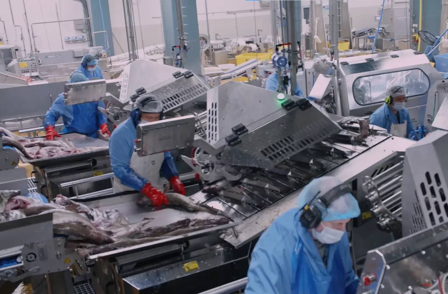 Curio Fish Filleting Machine | Marel