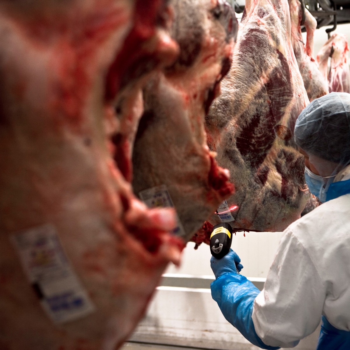 Primary processing | Intelligent meat production | Marel