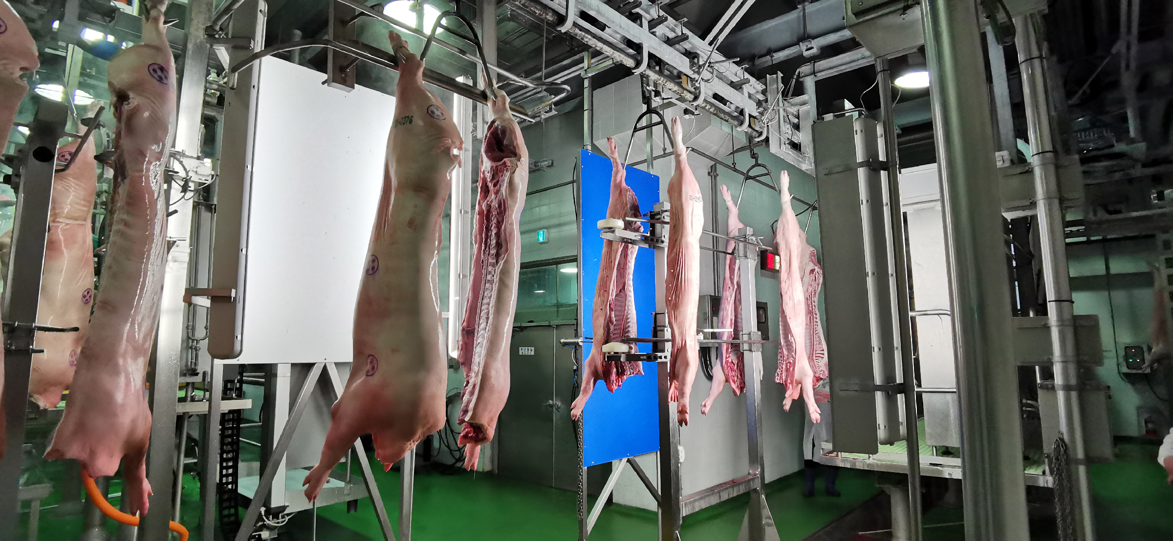 Elevating your meat processing with advanced grading solutions | Marel