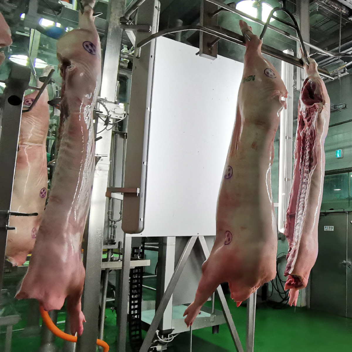 Elevating your meat processing with advanced grading solutions | Marel