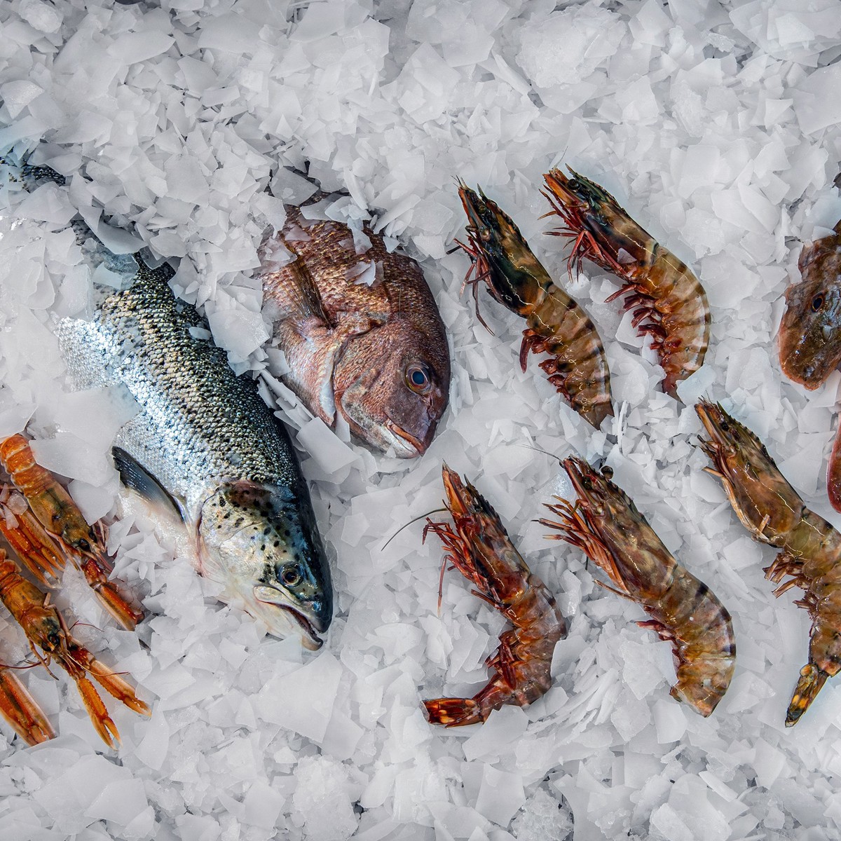 MAJA flake ice machines for fish cooling | Marel