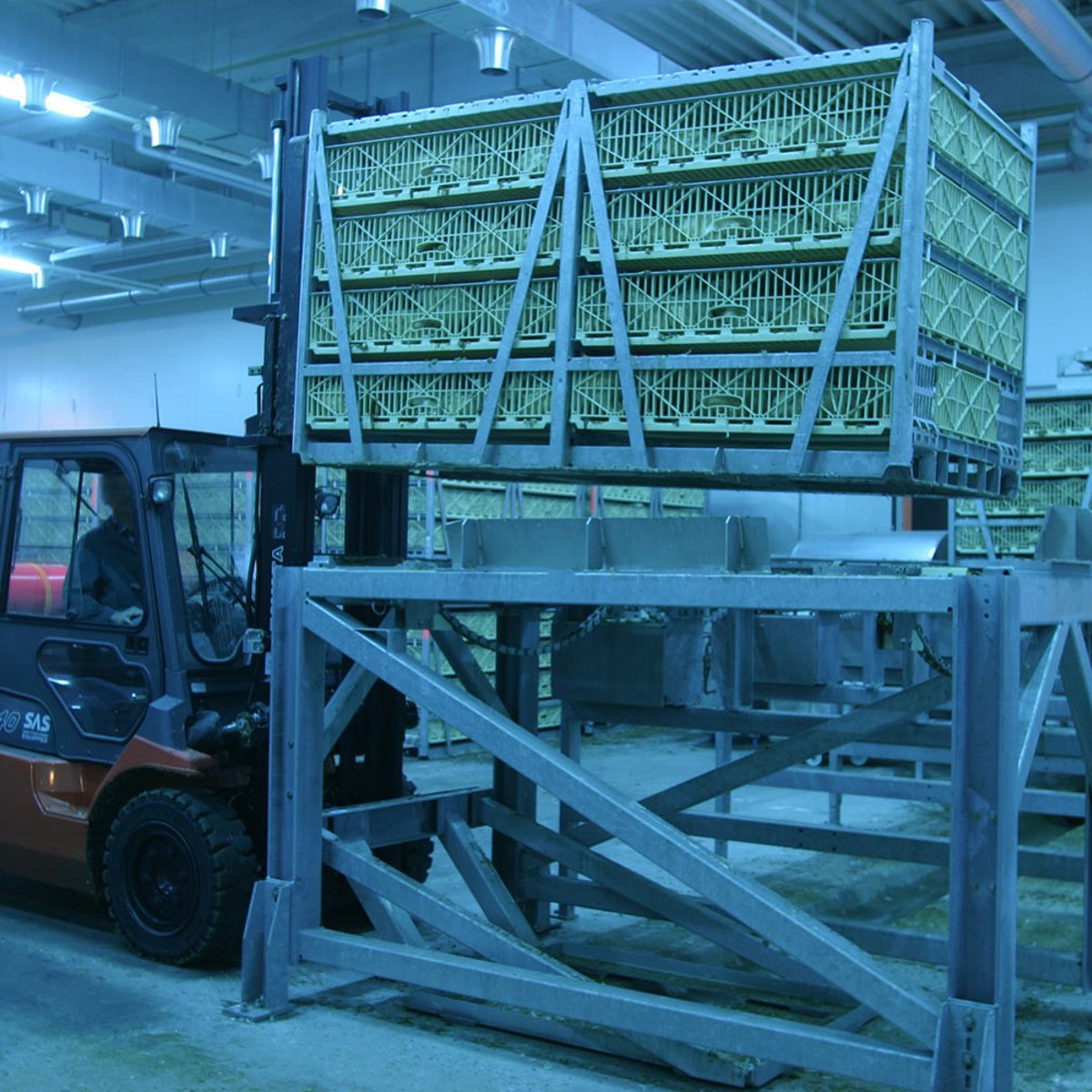 Live bird handling - ducks | Marel