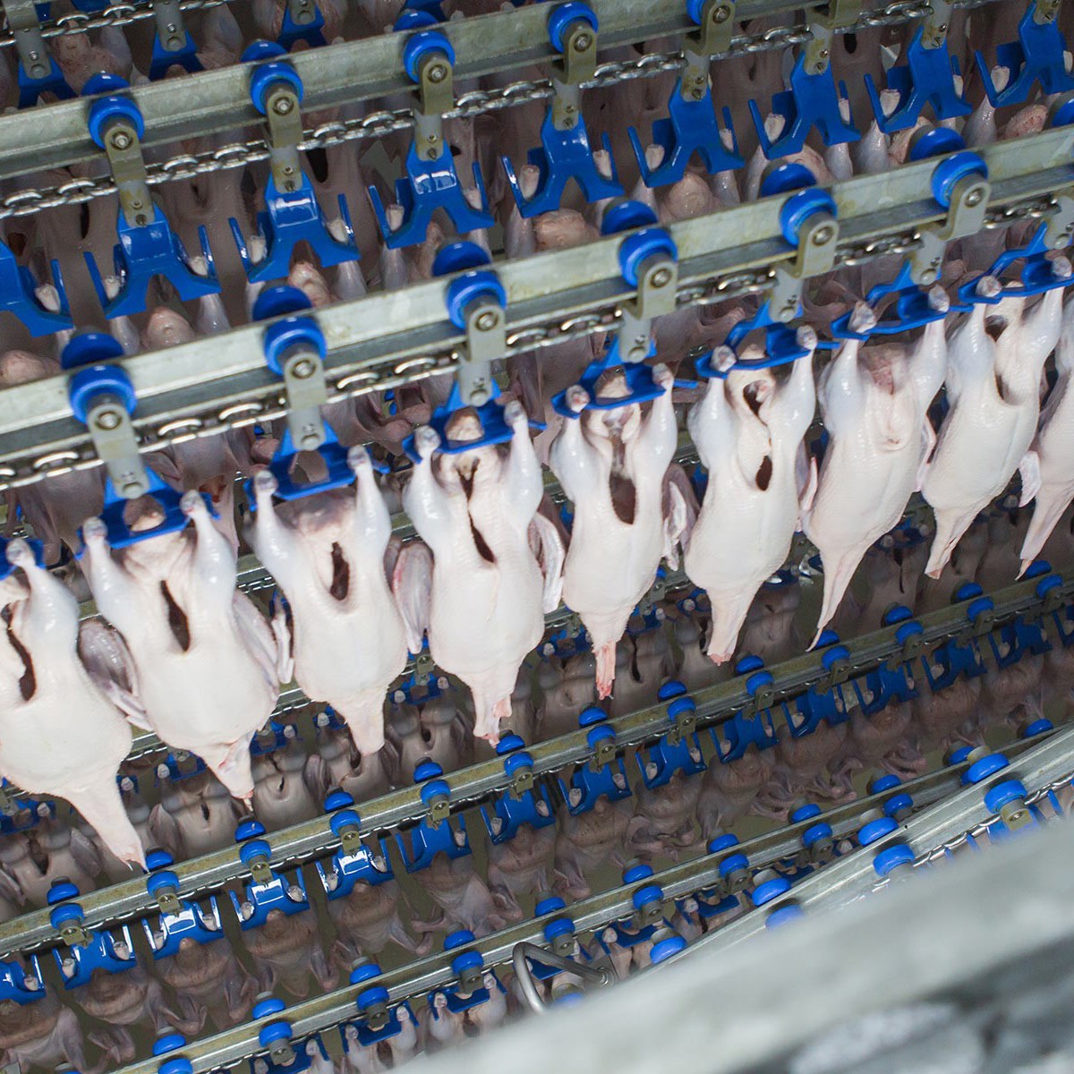 Chilling for ducks | Marel