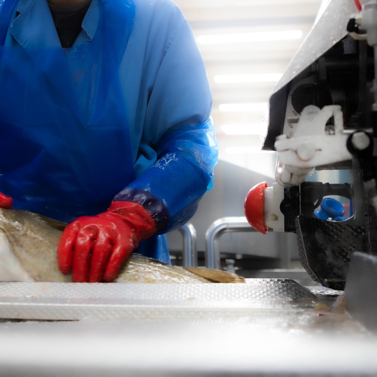 Dynamic filleting expands fish processing capabilities | Marel