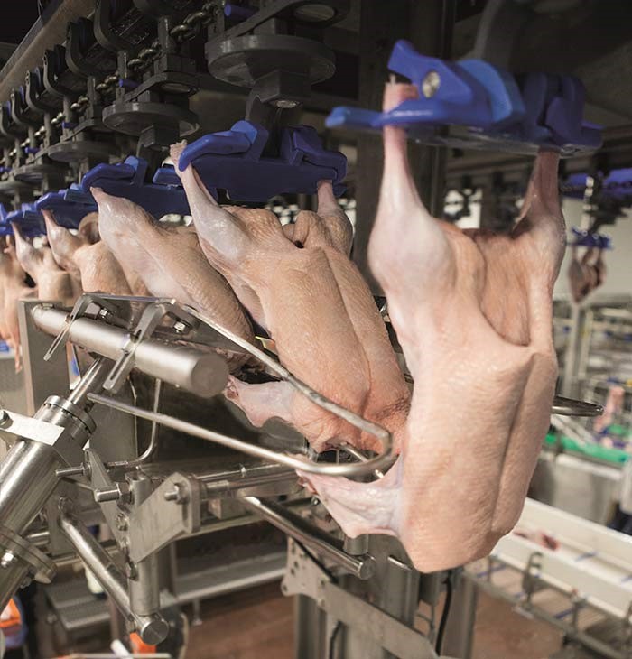 Unique automation of duck cut-up | Marel