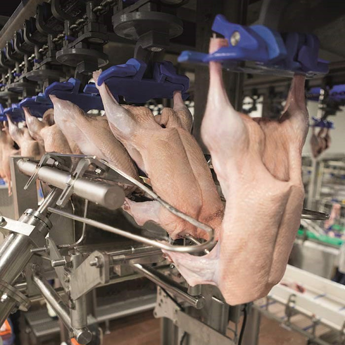 Unique automation of duck cut-up | Marel