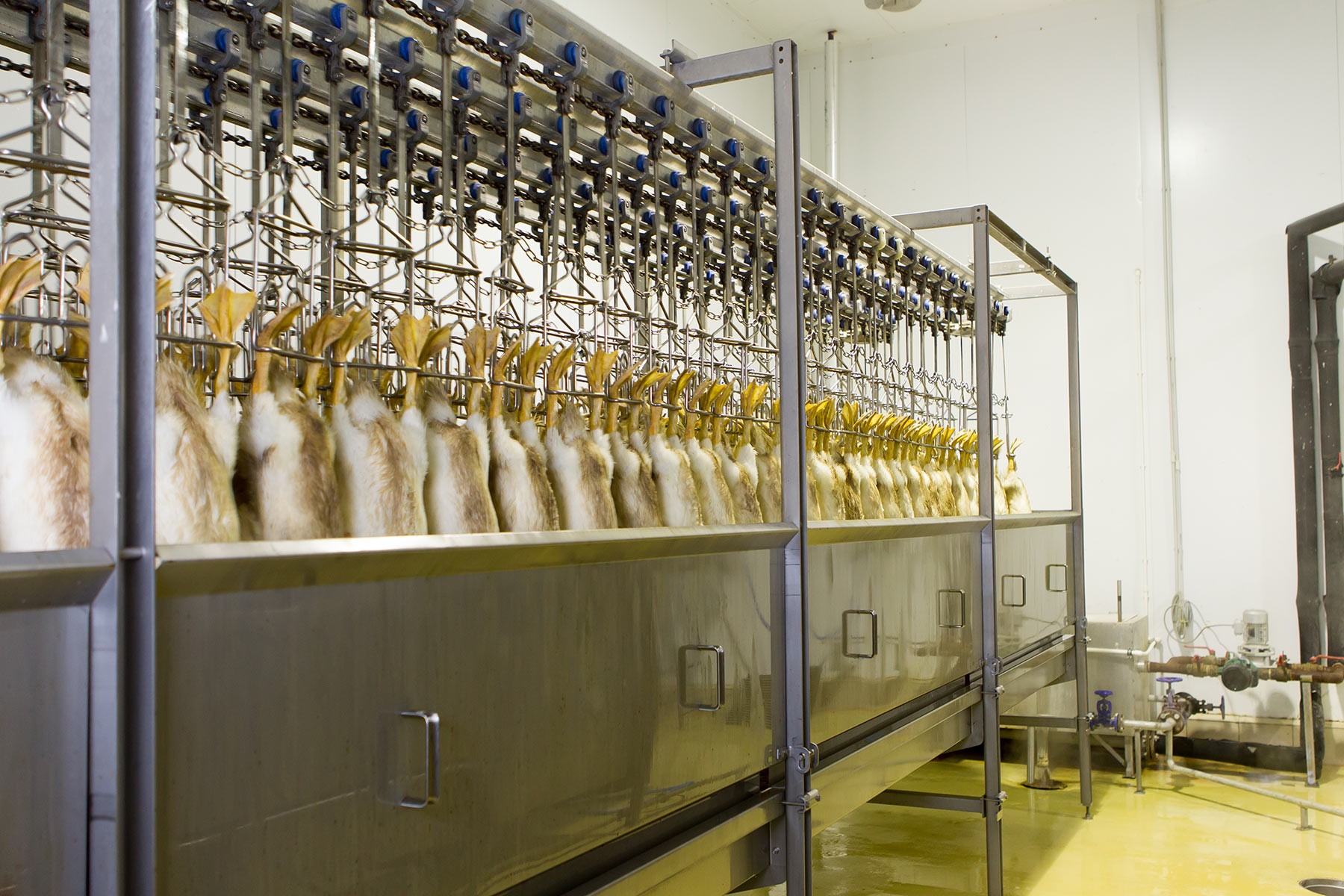 Meat processing solutions and equipment | Marel