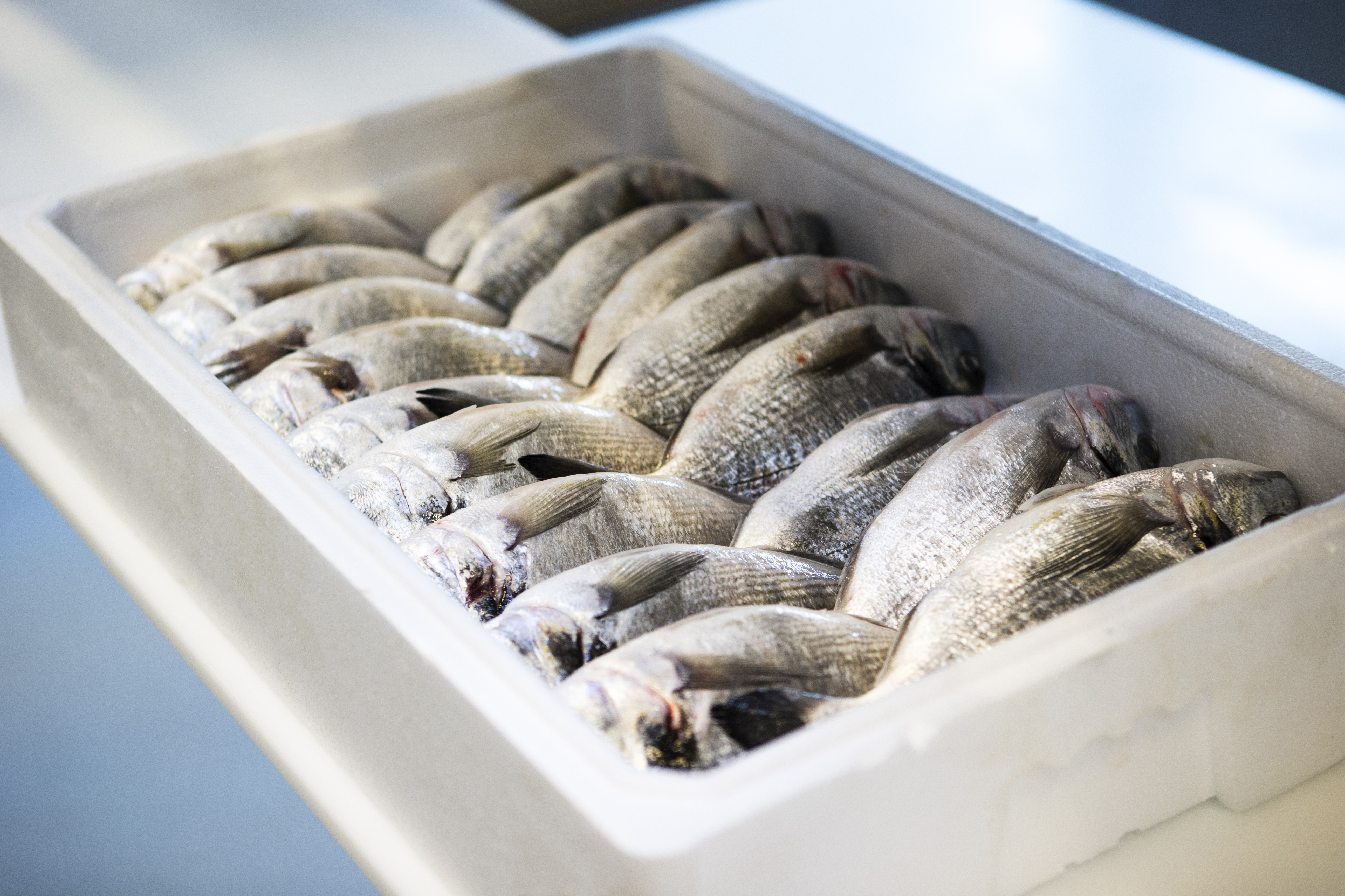 Marel | Food processing solutions