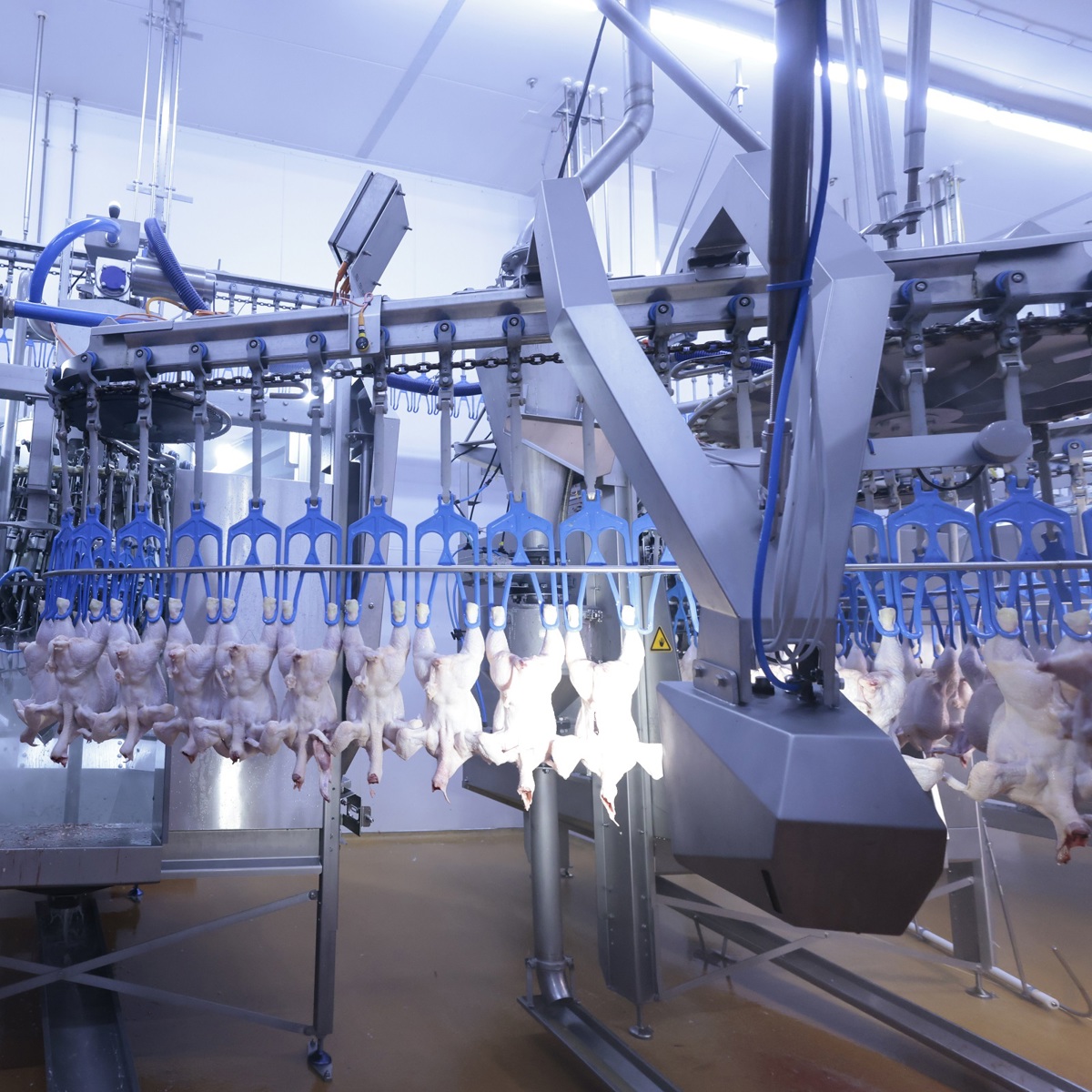 The i of intelligent in JBT Marel's Nuova-i and VC-i | Marel