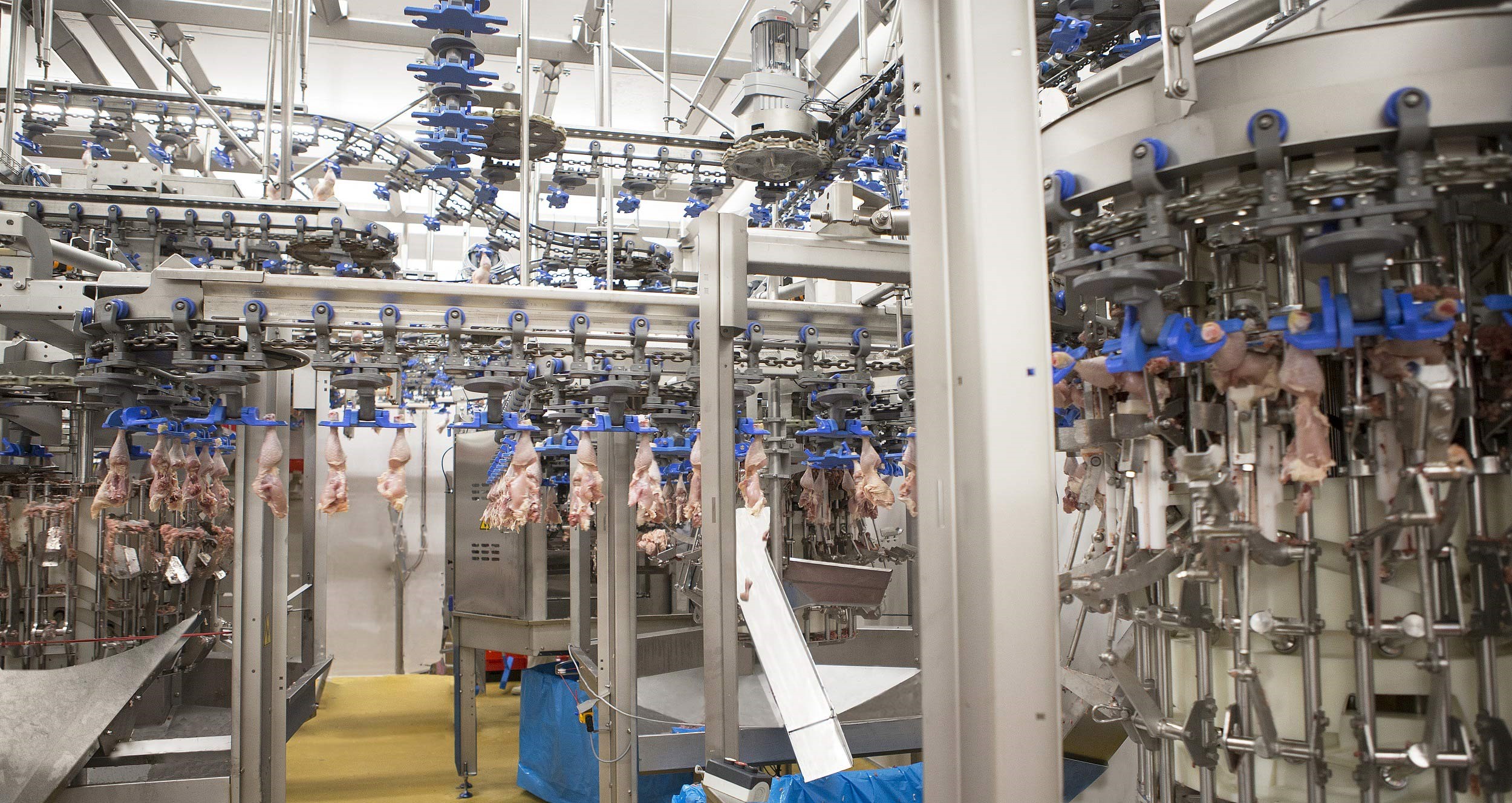 First Thigh Fillet Systems in China for CP Hengshui | Marel