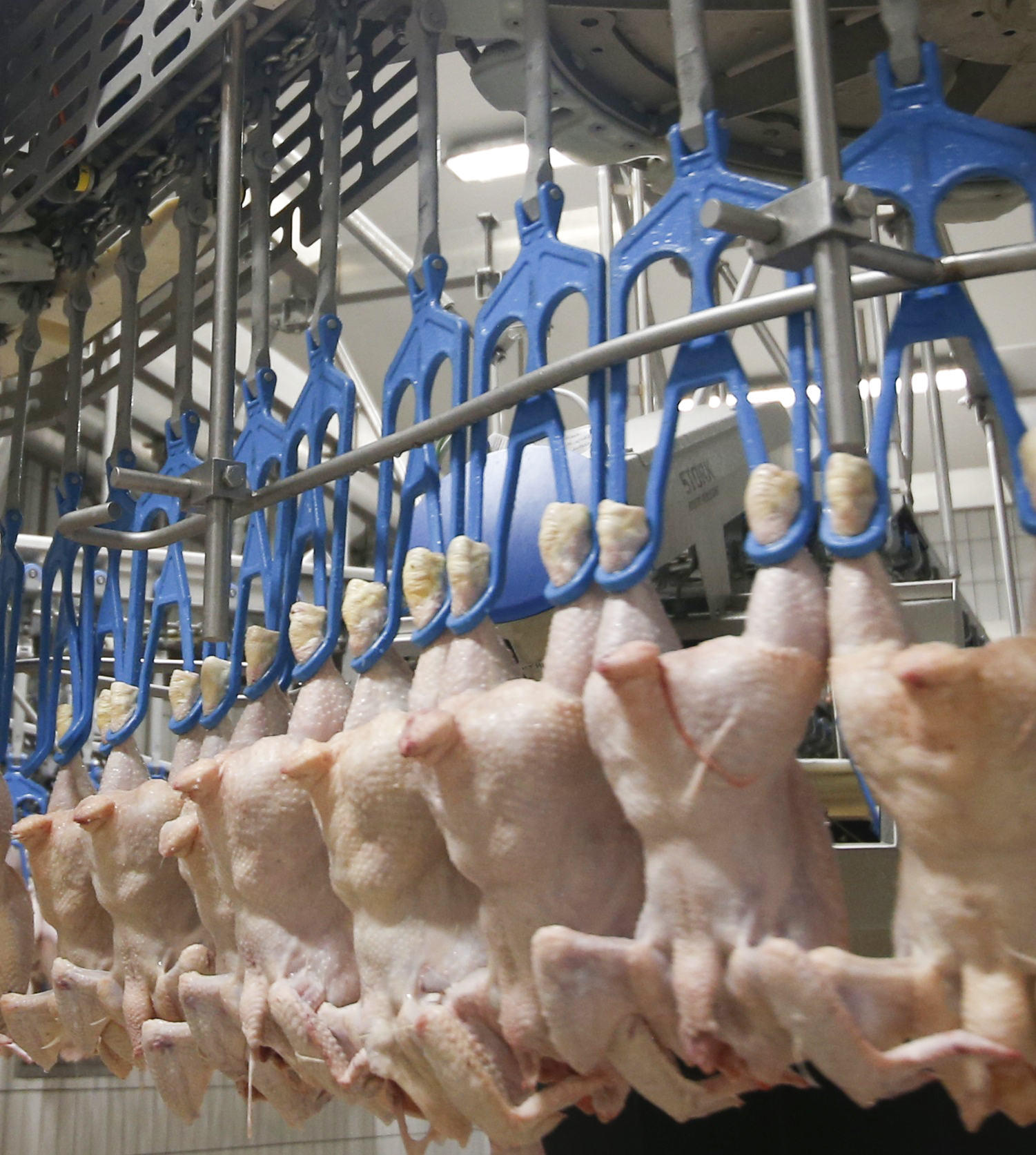 Sturdy shackles for product and pack | Marel