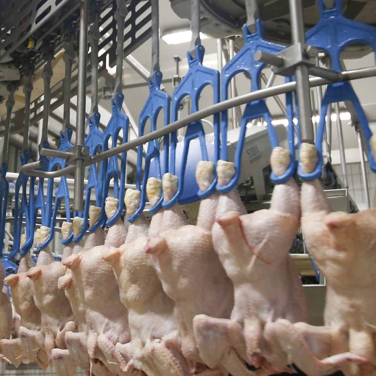 Sturdy shackles for product and pack | Marel