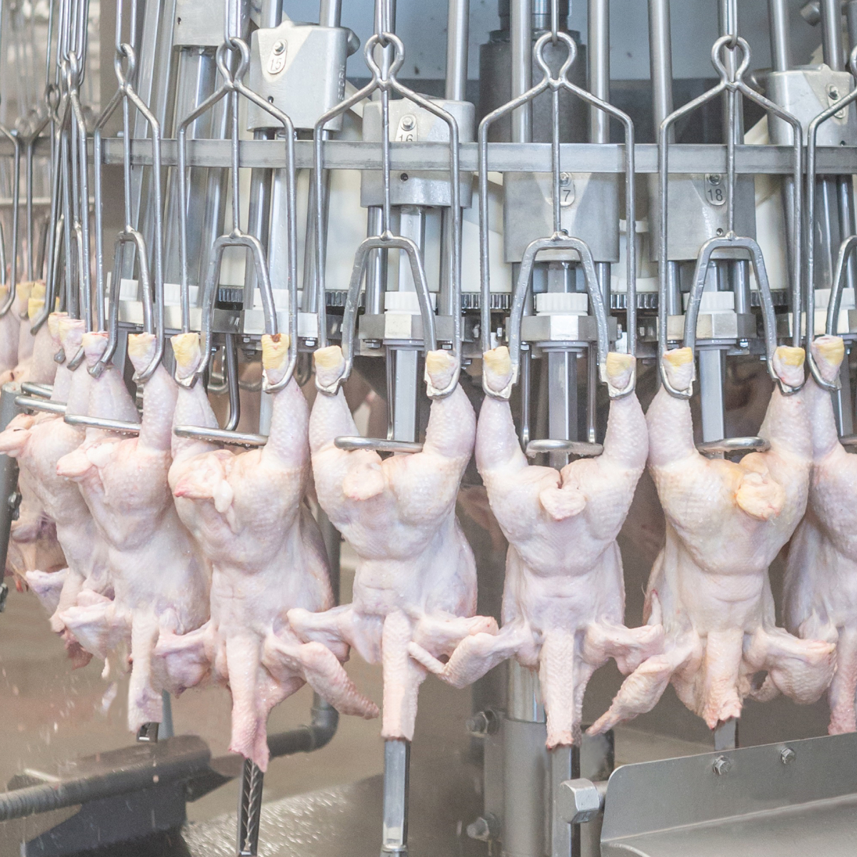 Essential post-evisceration operations required | Marel