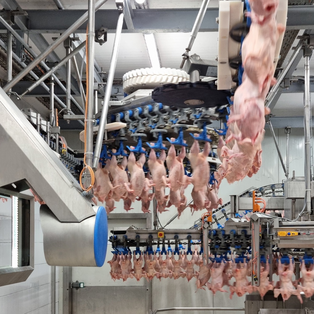 Maior velocidade com menos estresse de mão de obra para Agricola Bacau | Marel