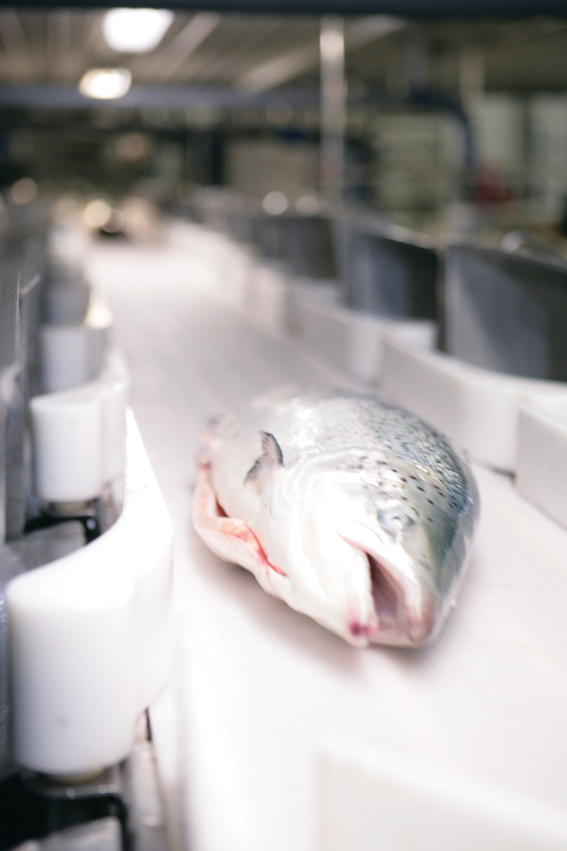 Salmon whole fish processing software solution | Marel