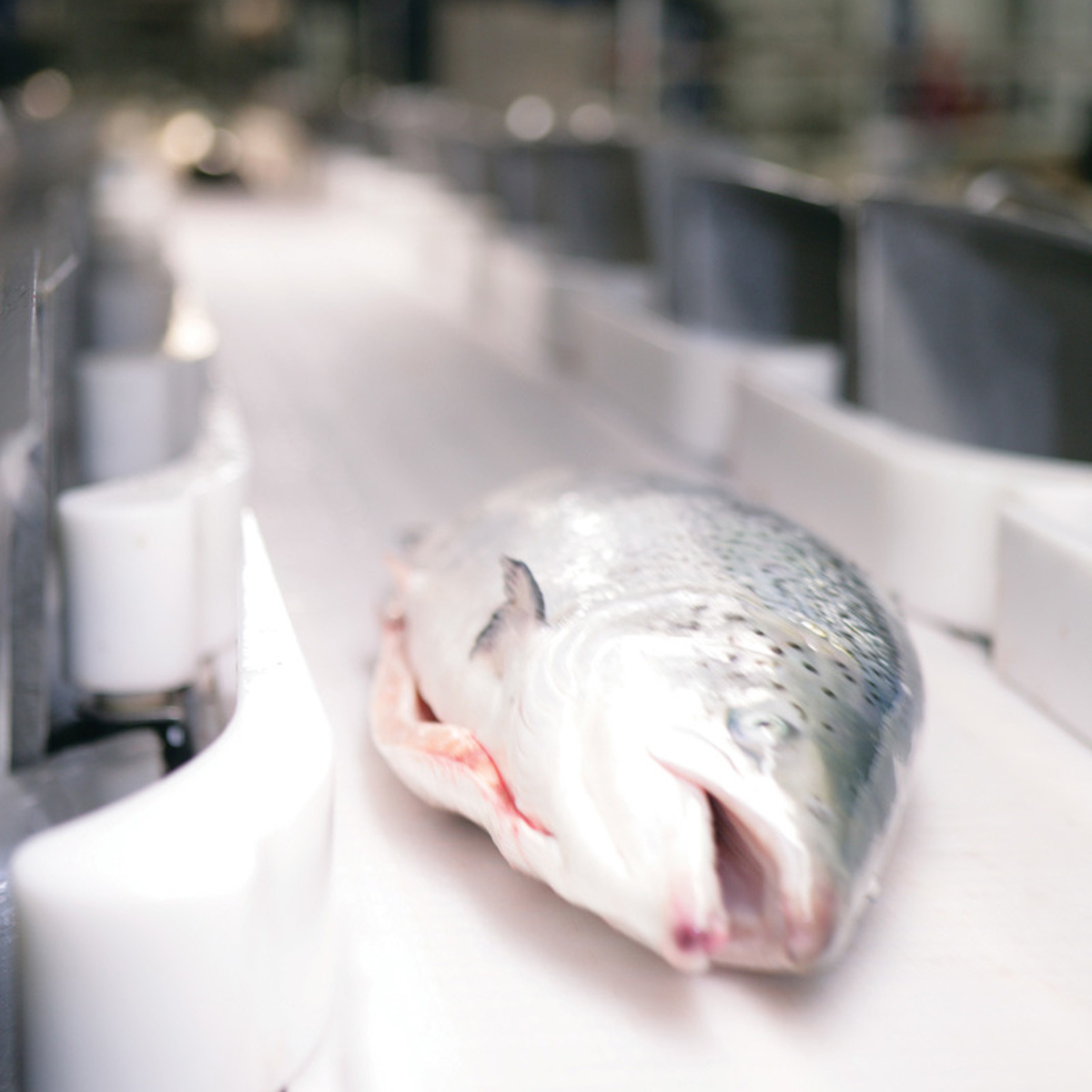 Salmon whole fish processing software solution | Marel