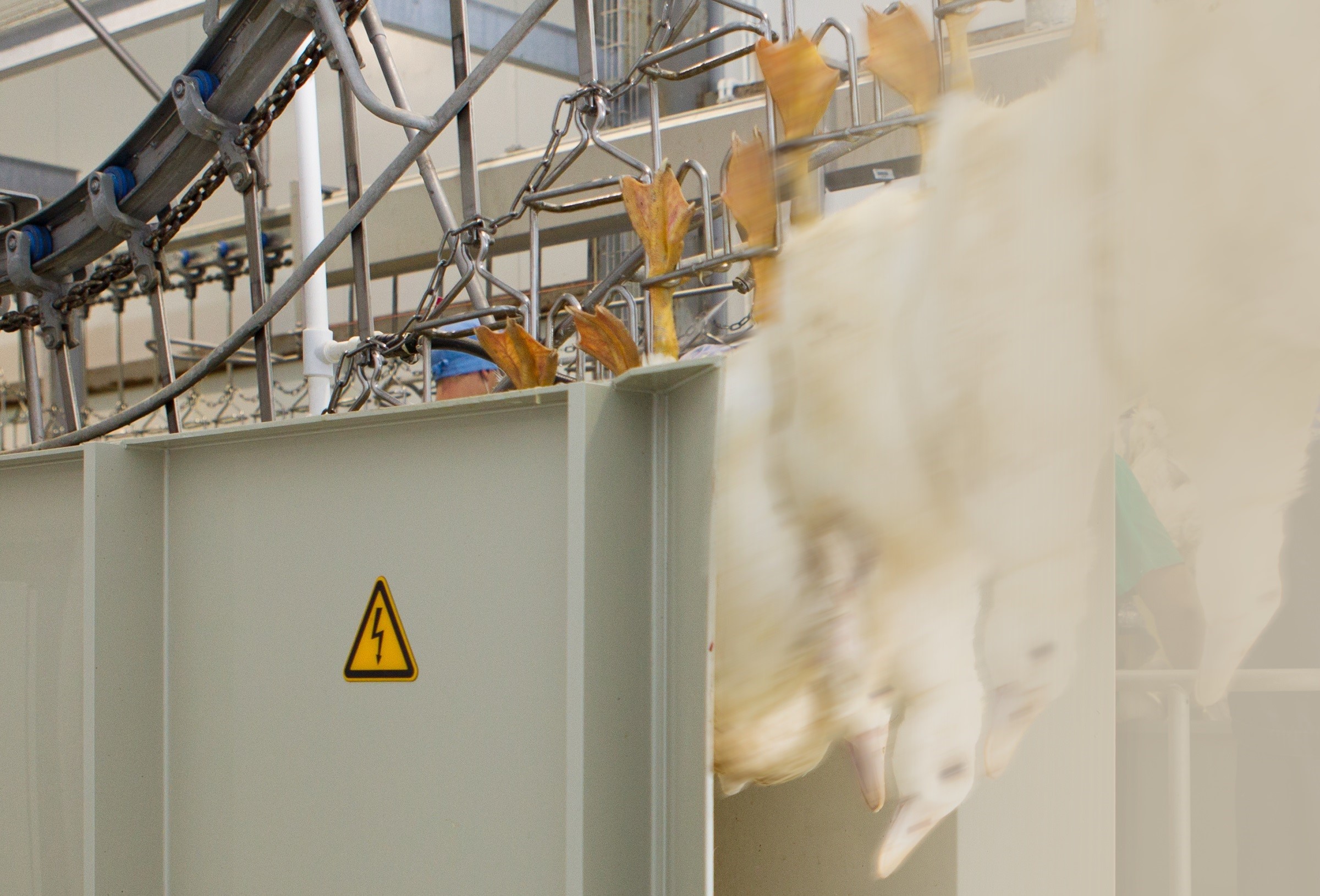 Water bath stunner for ducks | Marel