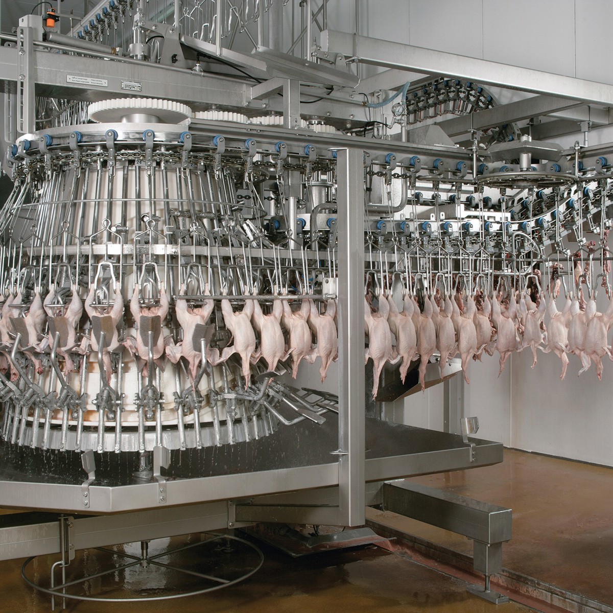 Nuova eviscerator - high performance poultry eviscerator | Marel