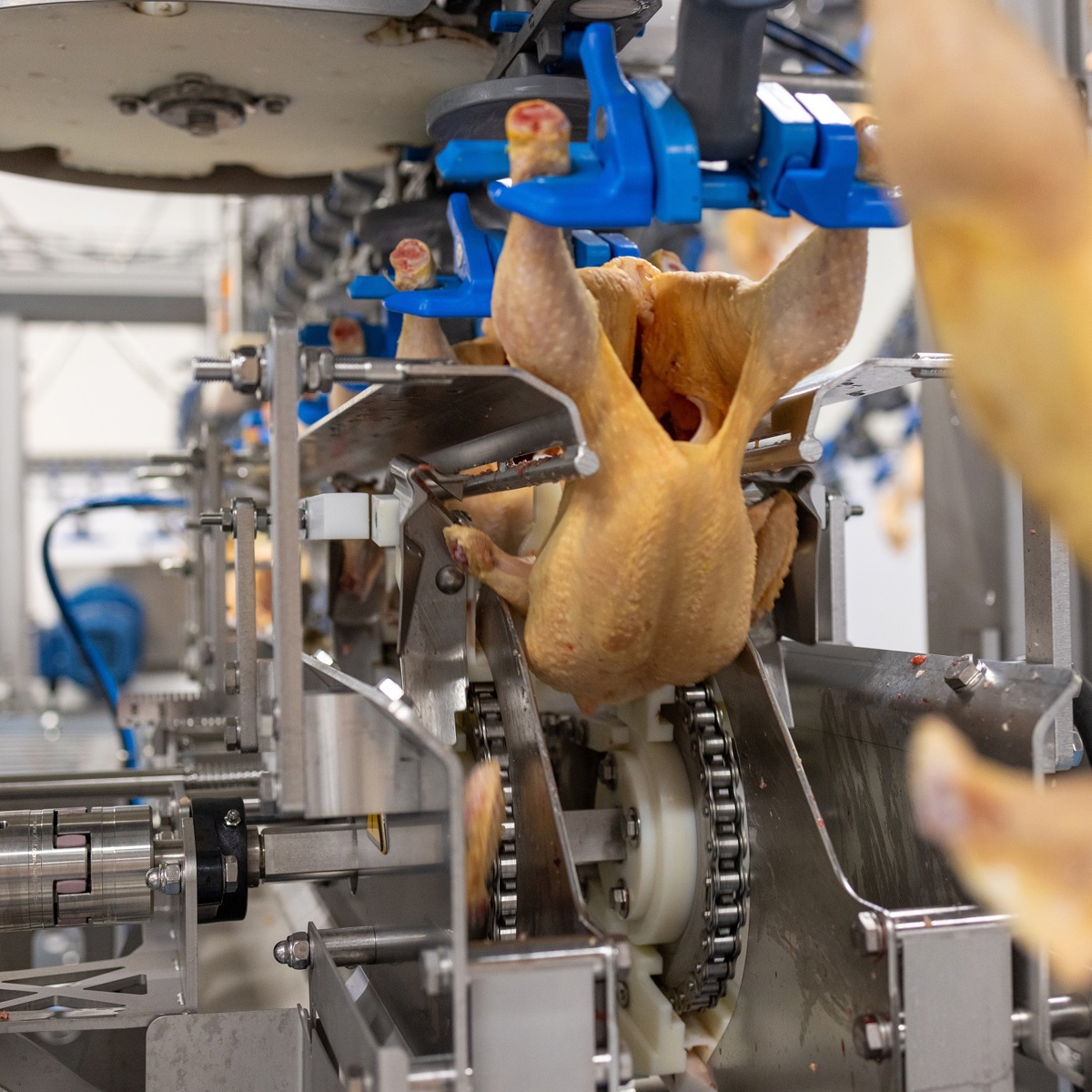 WingMaster midwing processor | Marel