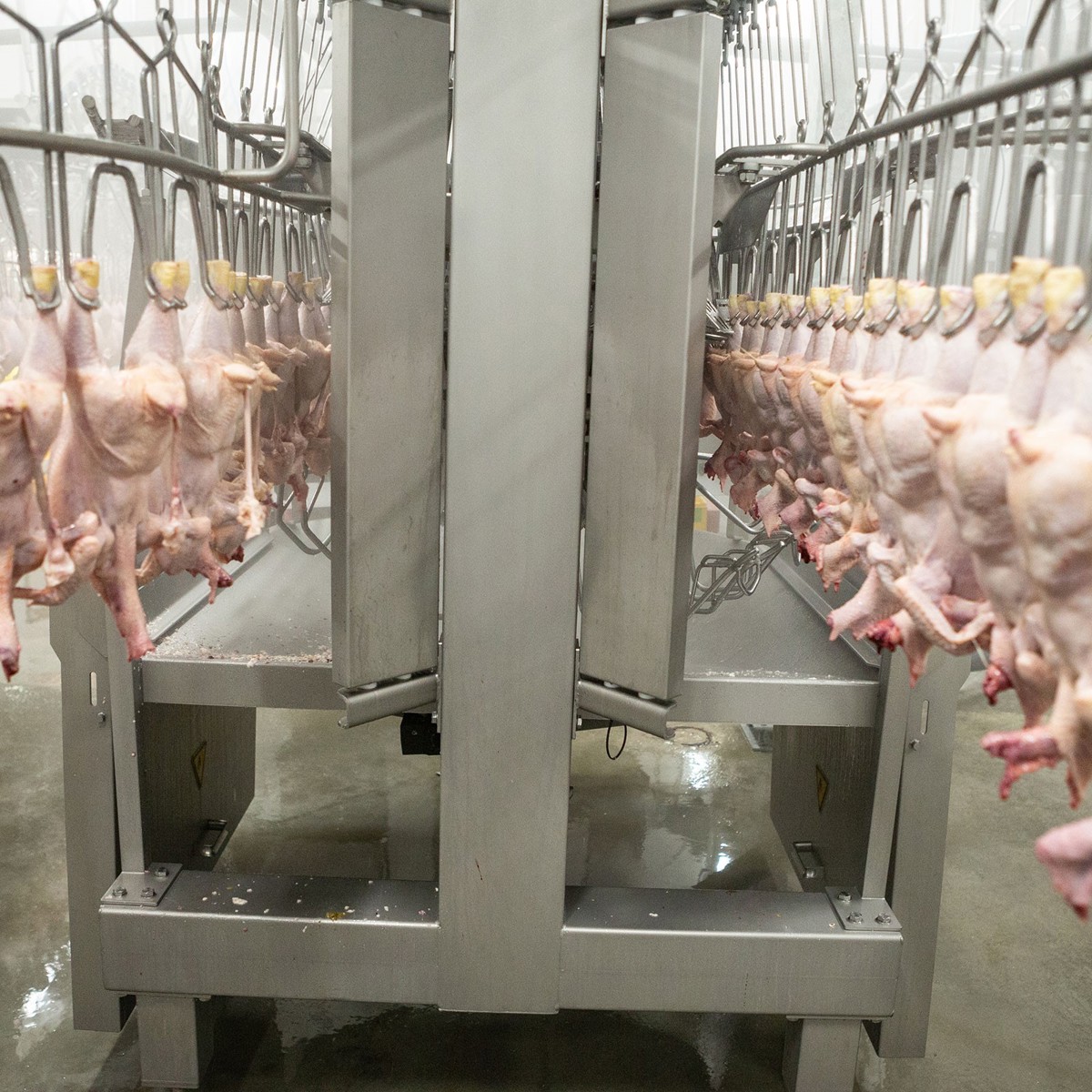 Pre eviscerator operations | Marel