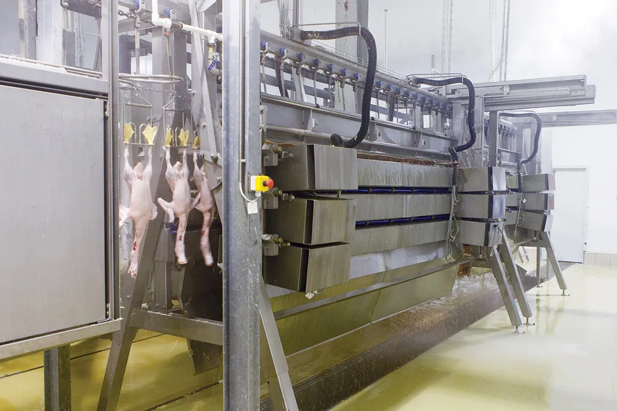 Pluckers (Pickers) | Marel