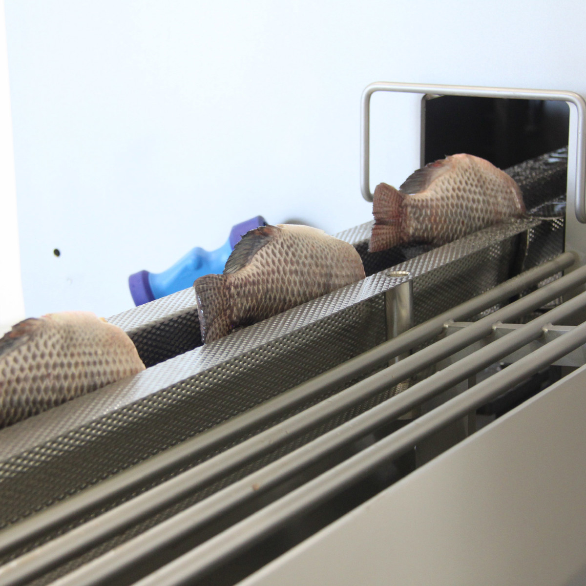 FilleXia tilapia filleting system | Marel