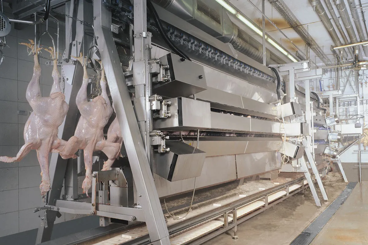 Defeathering | Marel