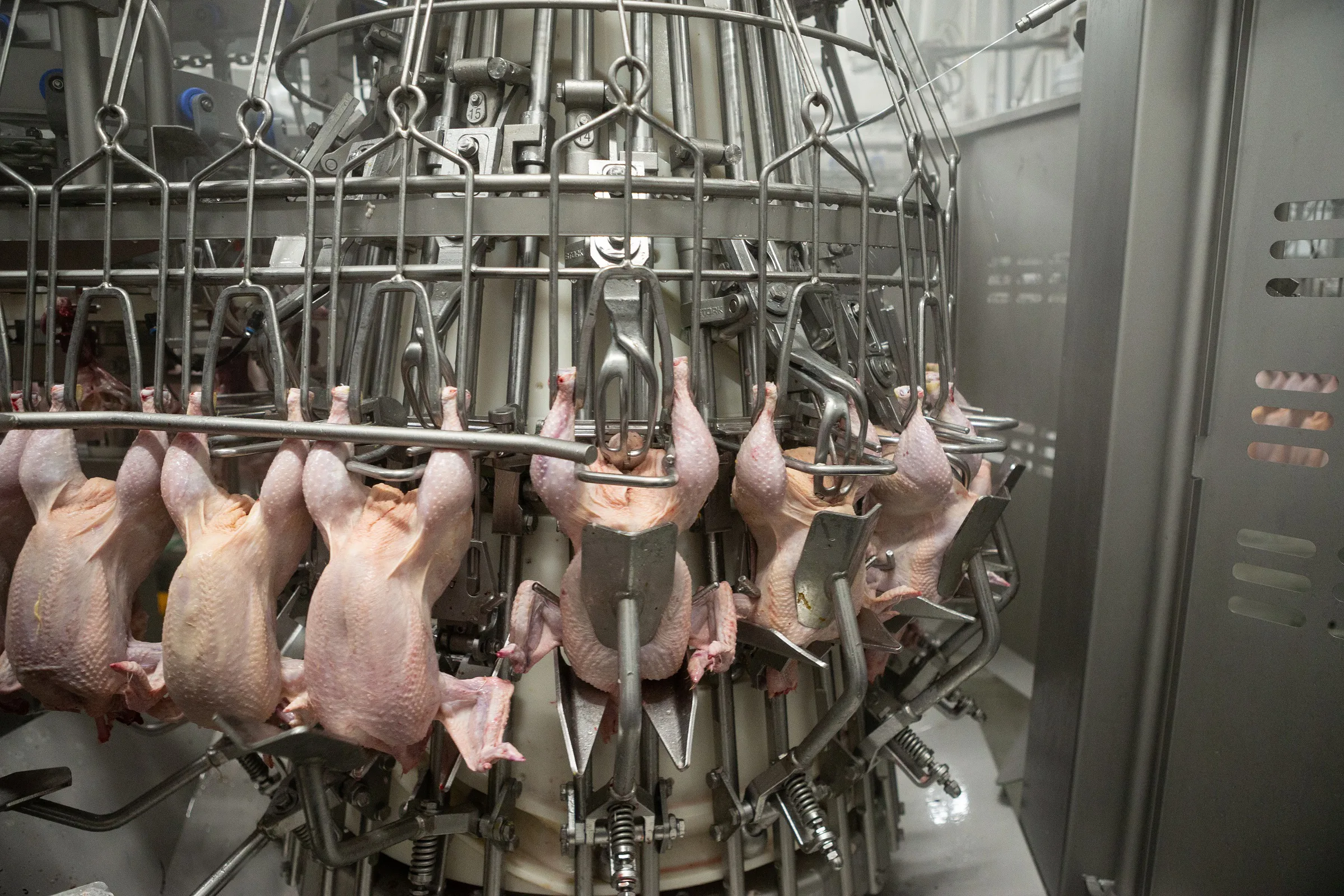 Nuova eviscerator - high performance poultry eviscerator | Marel