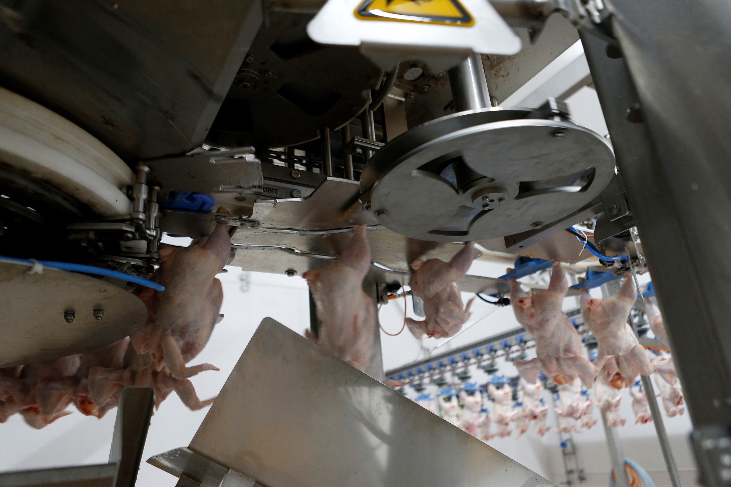 TR-1G HS transfer unit | Marel