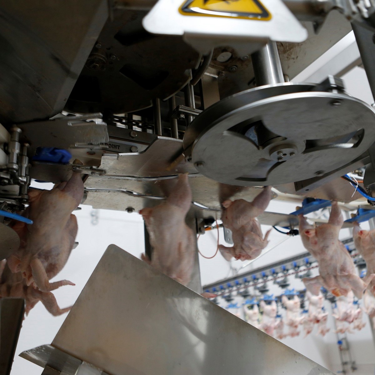 TR-1G HS transfer unit | Marel