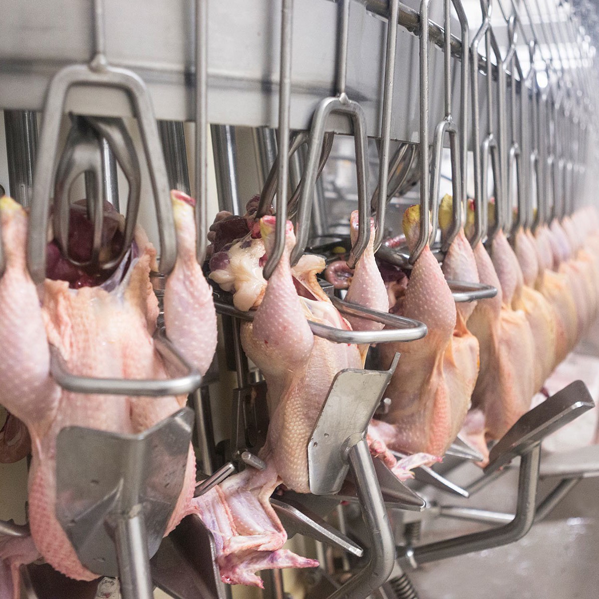 Evisceration solutions for the poultry processing industry | Marel