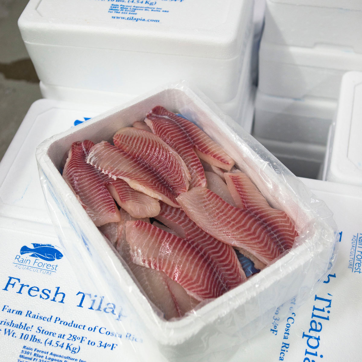 Filleting lines for seafood products | Marel