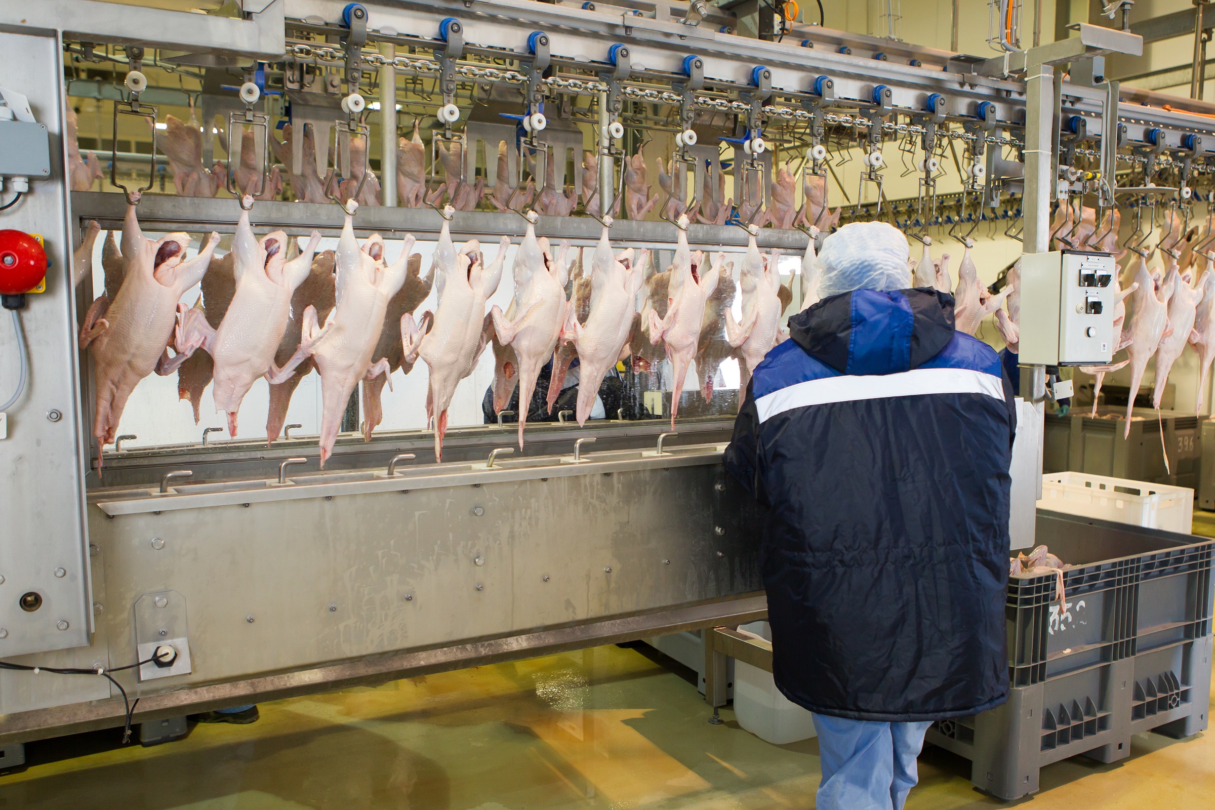 Quality Grading Station QS-3 | Marel