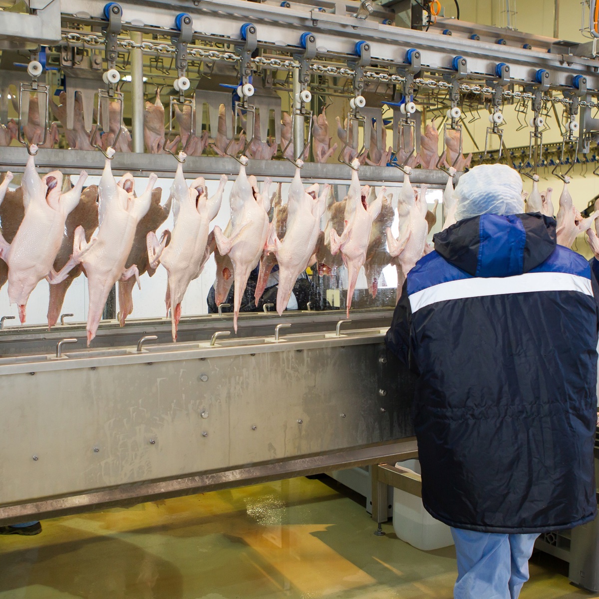 Quality Grading Station QS-3 | Marel