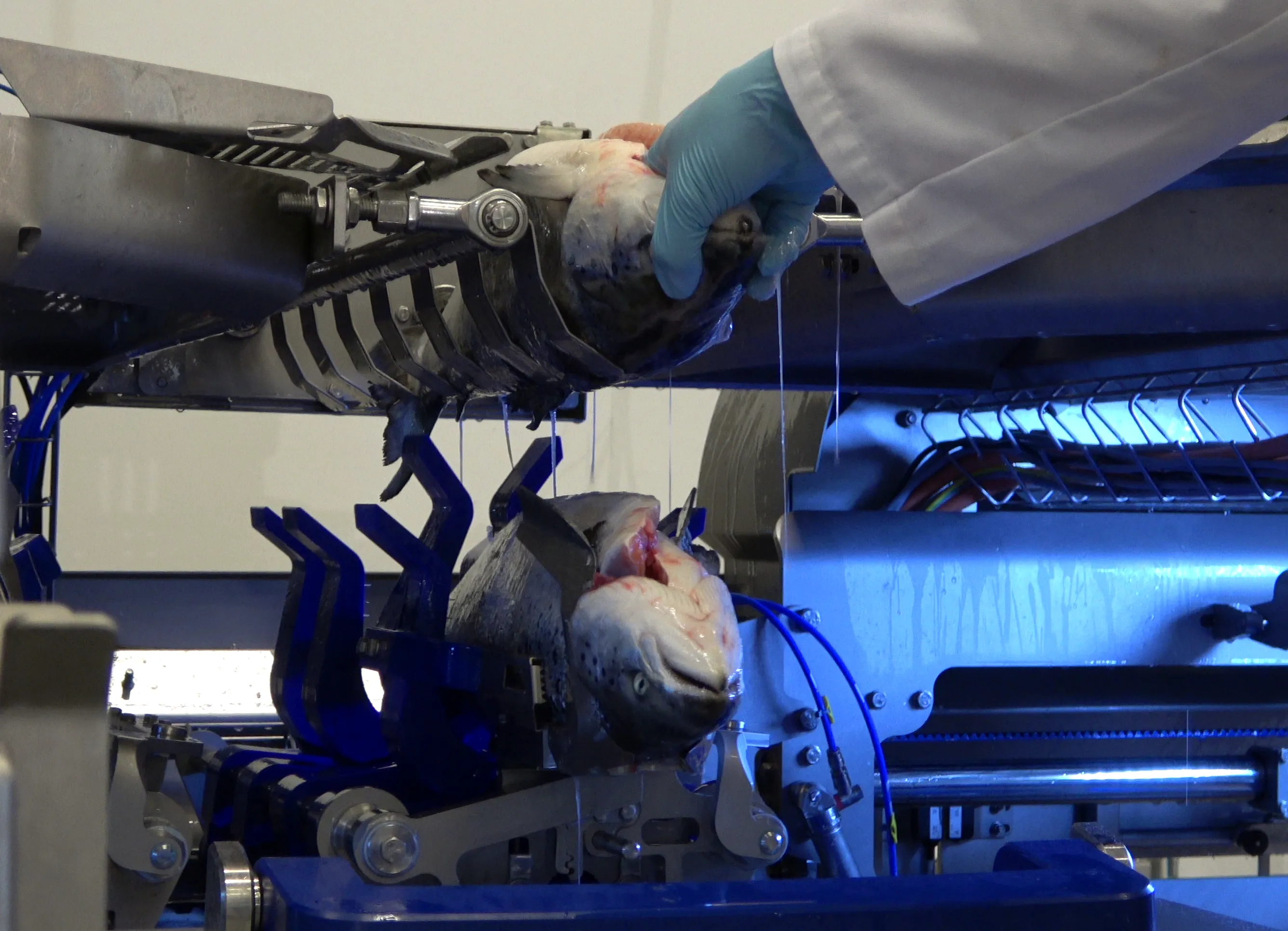 Salmon Deheader MS 2721 V | Marel