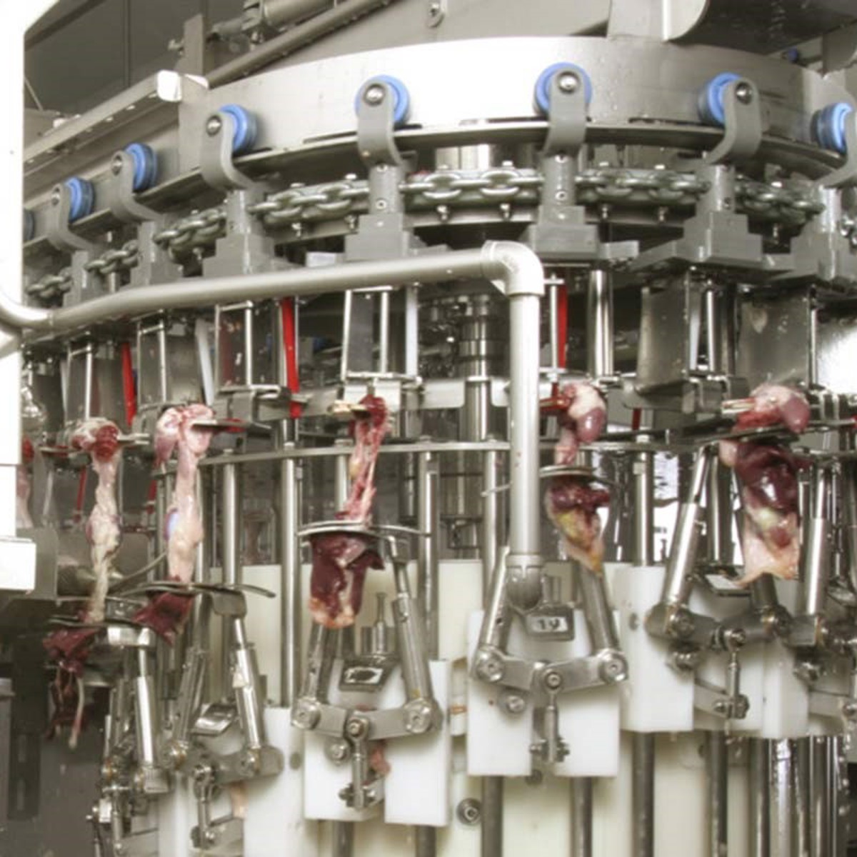 Pack Liver Harvester | Marel