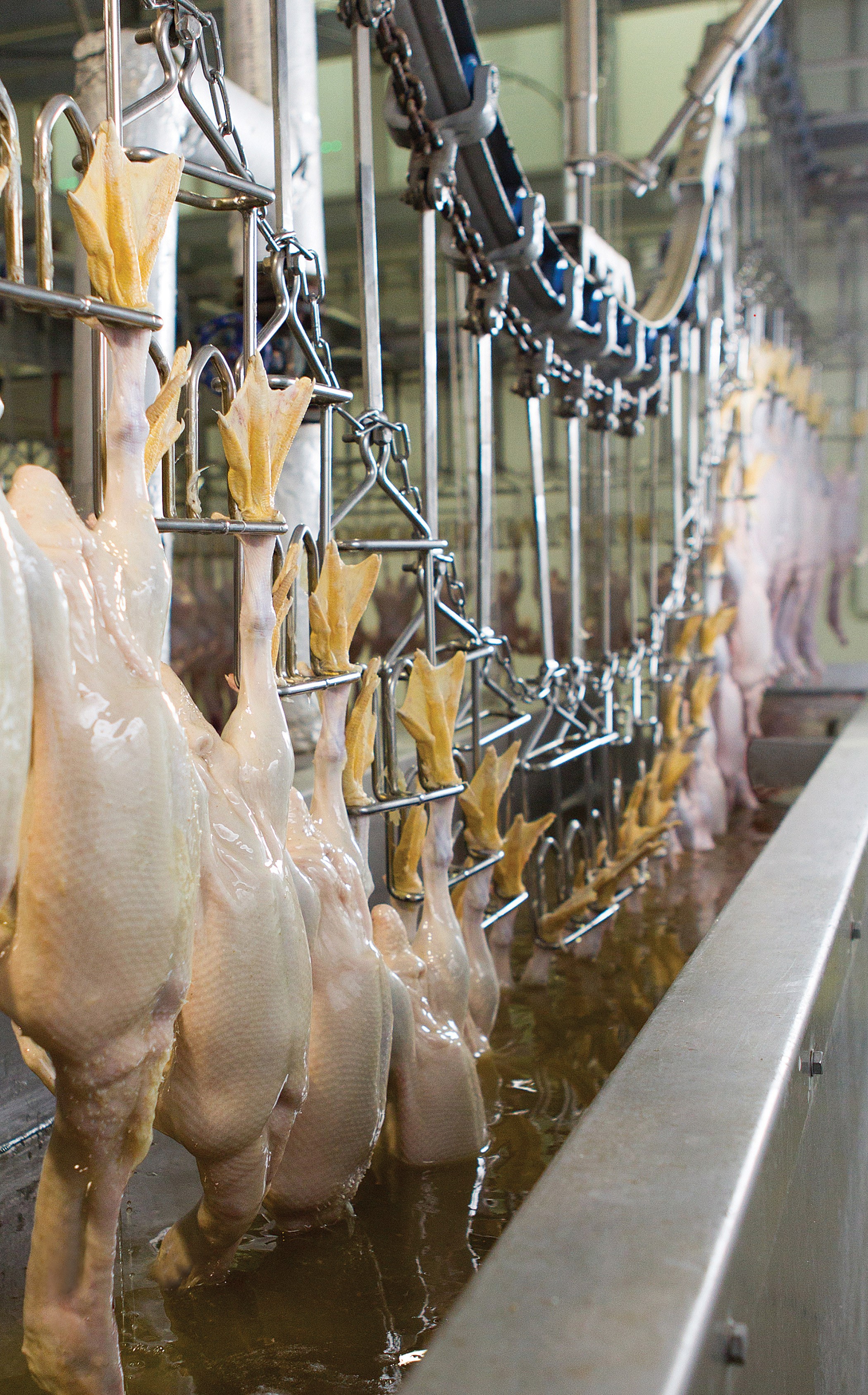 Donstar: high speed duck processing | Marel