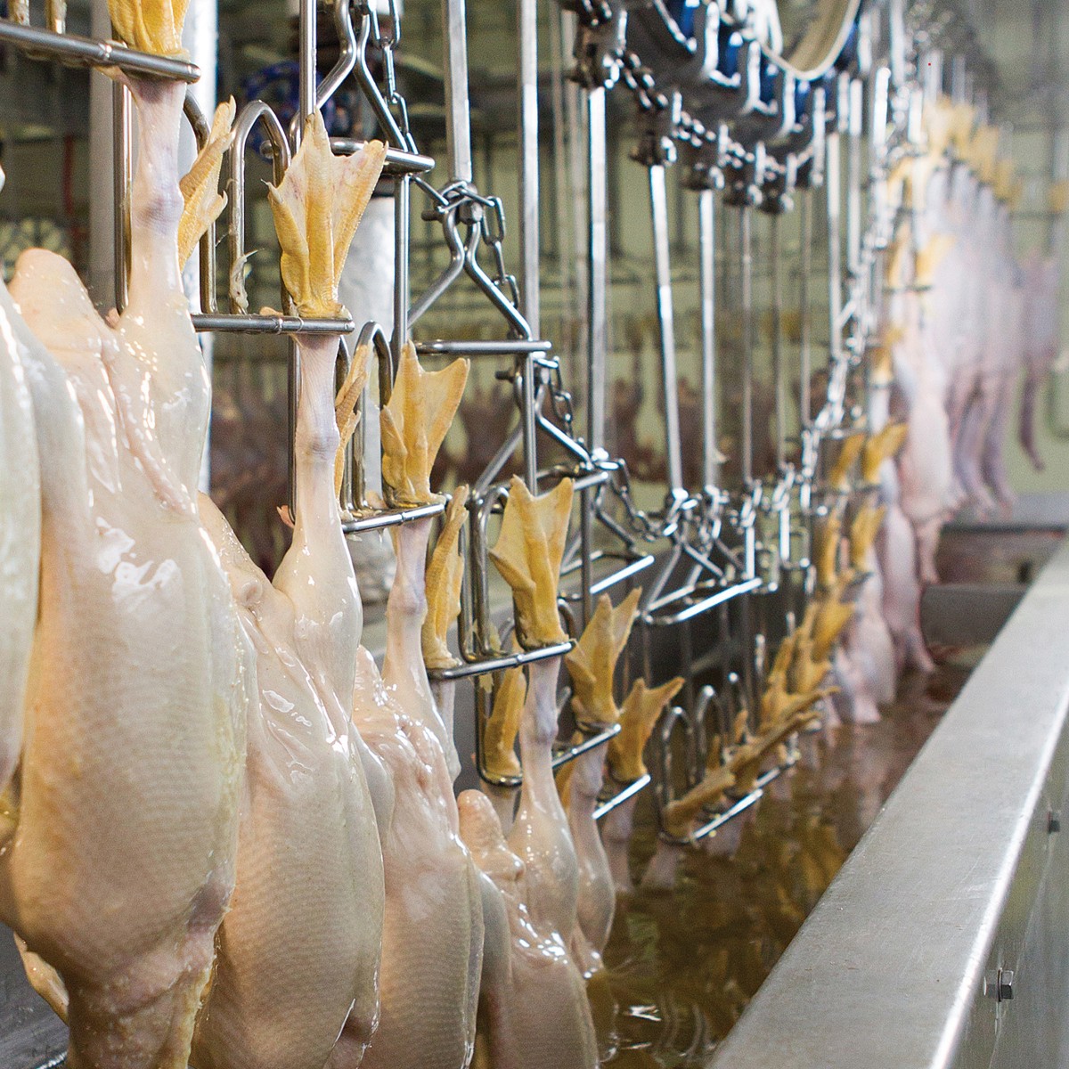 Donstar: high speed duck processing | Marel