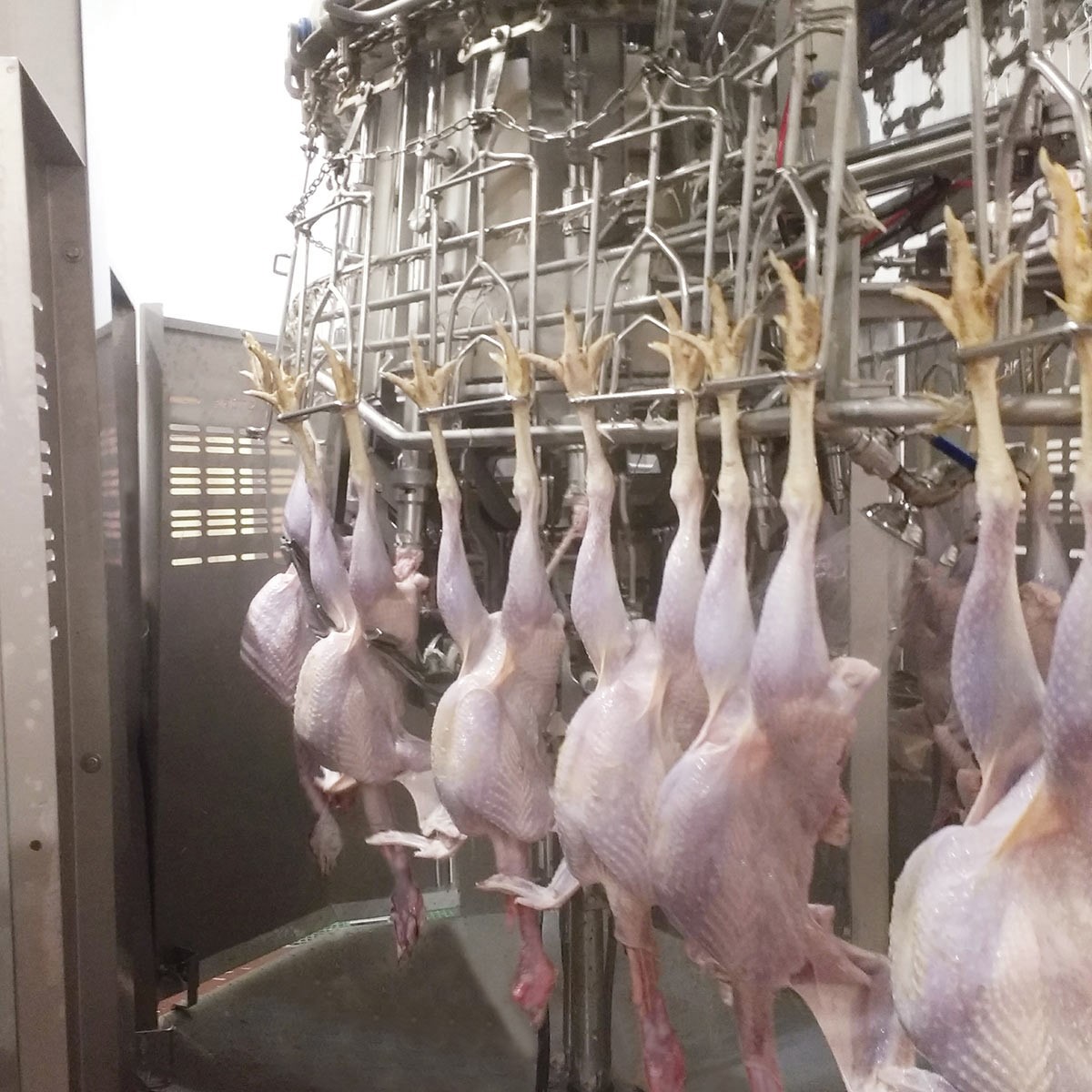 Evisceration solutions for turkeys | Marel