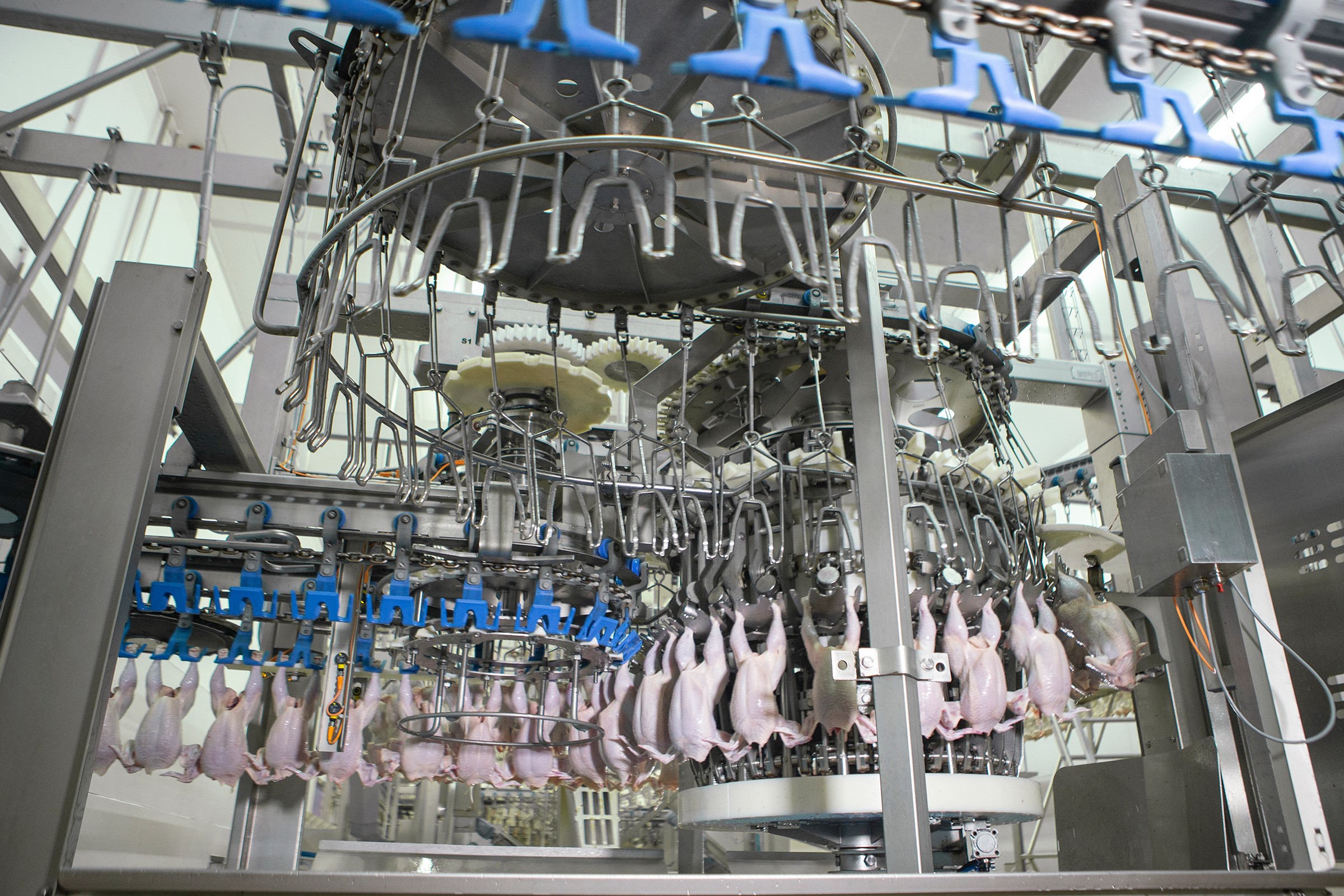 Poultry processing products & solutions | Marel