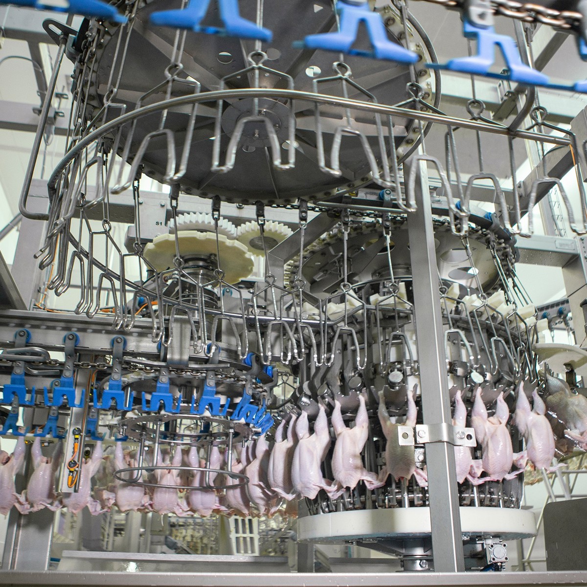 Poultry processing products & solutions | Marel