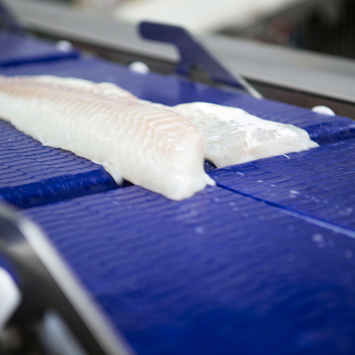 How two machines can change an industry | Marel