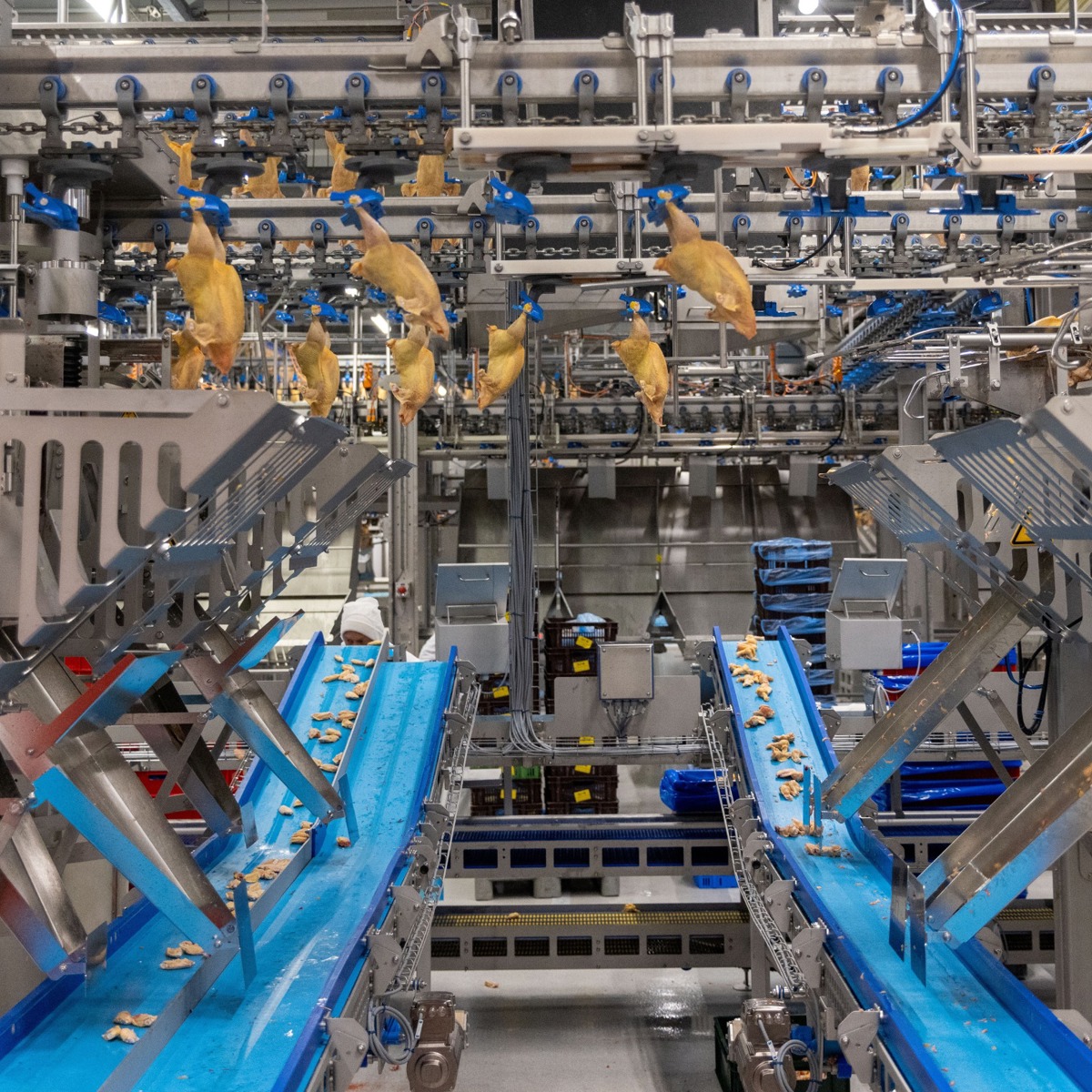 Q-Wing aumenta qualidade e rendimento da Hubers Landhendl | Marel