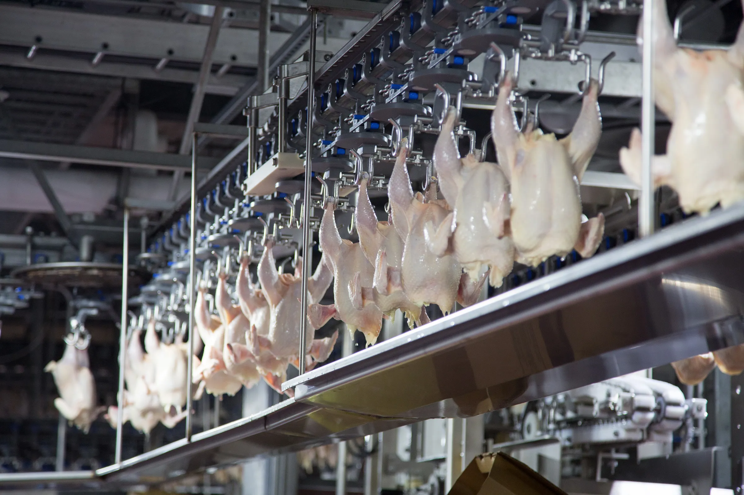 ACM-EH cut-up system | Marel